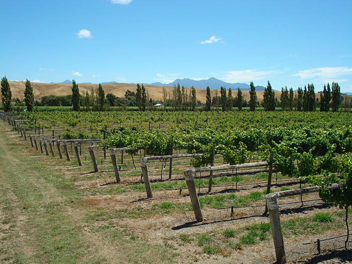 2021 Otto's Constant Dream "OCD" Sauvignon Blanc, Marlborough, South I ...